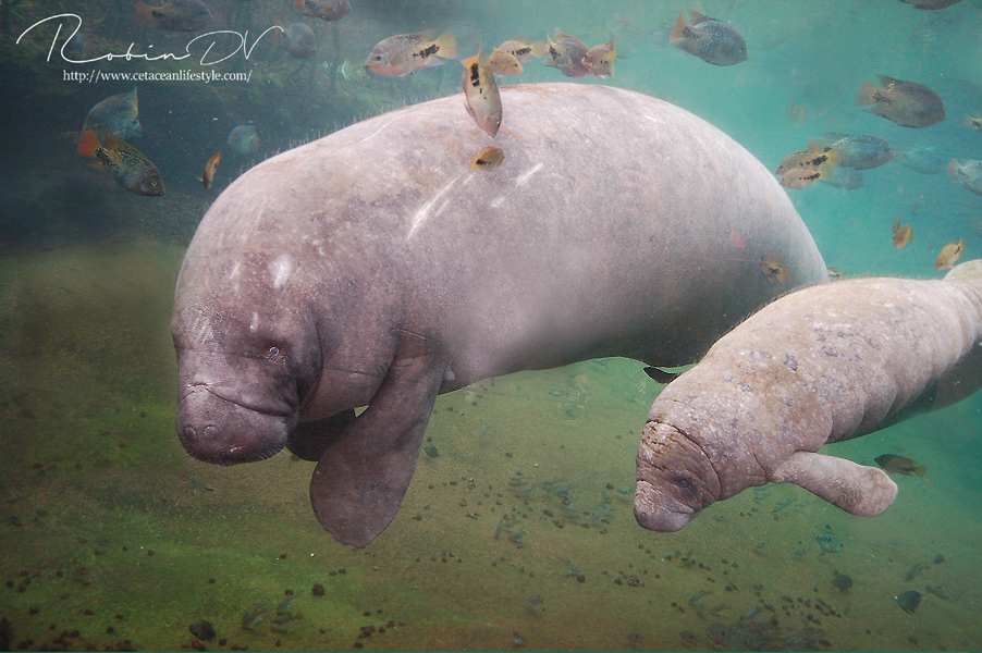 Hoe is het nu met de jonge Lamantijn of zeekoe in Burgers Zoo?