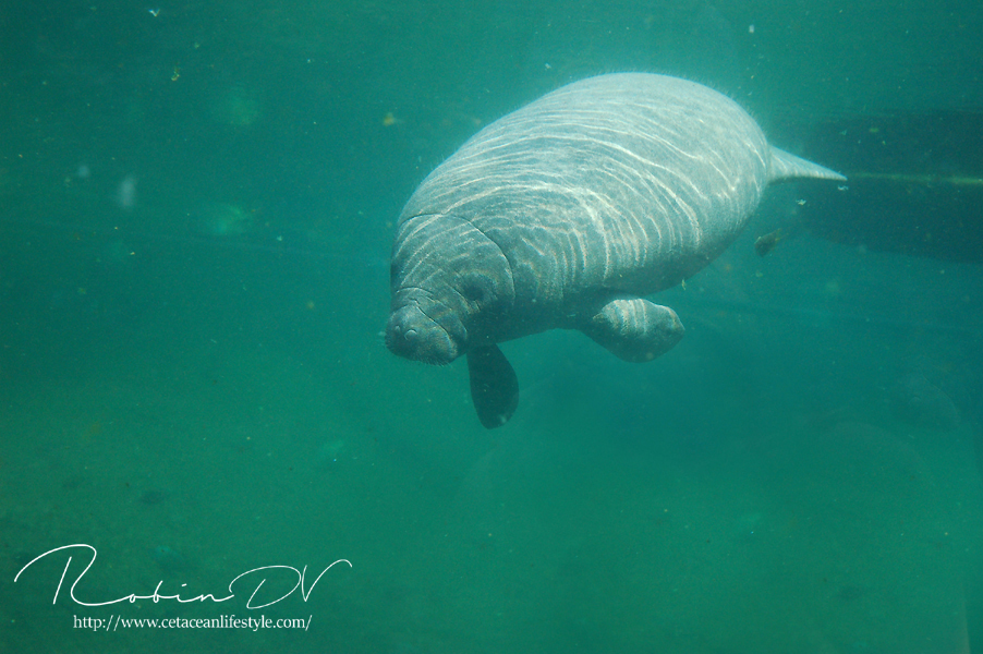 Hoe is het nu met de jonge Lamantijn of zeekoe in Burgers Zoo?
