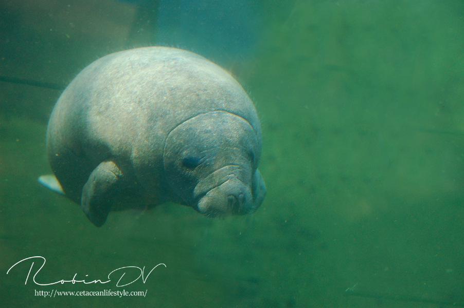 Hoe is het nu met de jonge Lamantijn of zeekoe in Burgers Zoo?