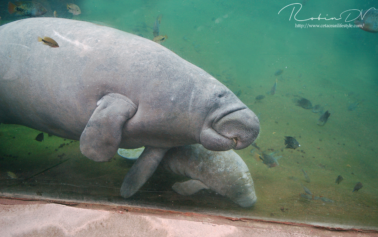 Hoe is het nu met de jonge Lamantijn of zeekoe in Burgers Zoo?