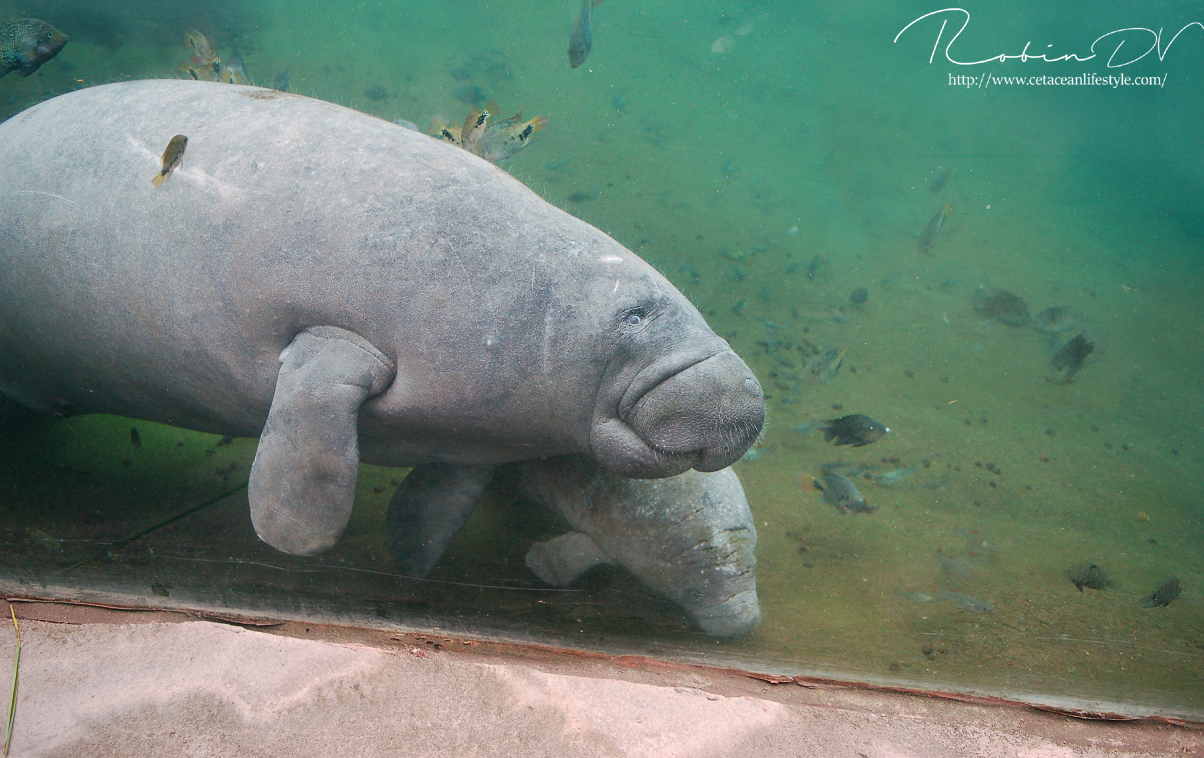 Hoe is het nu met de jonge Lamantijn of zeekoe in Burgers Zoo?