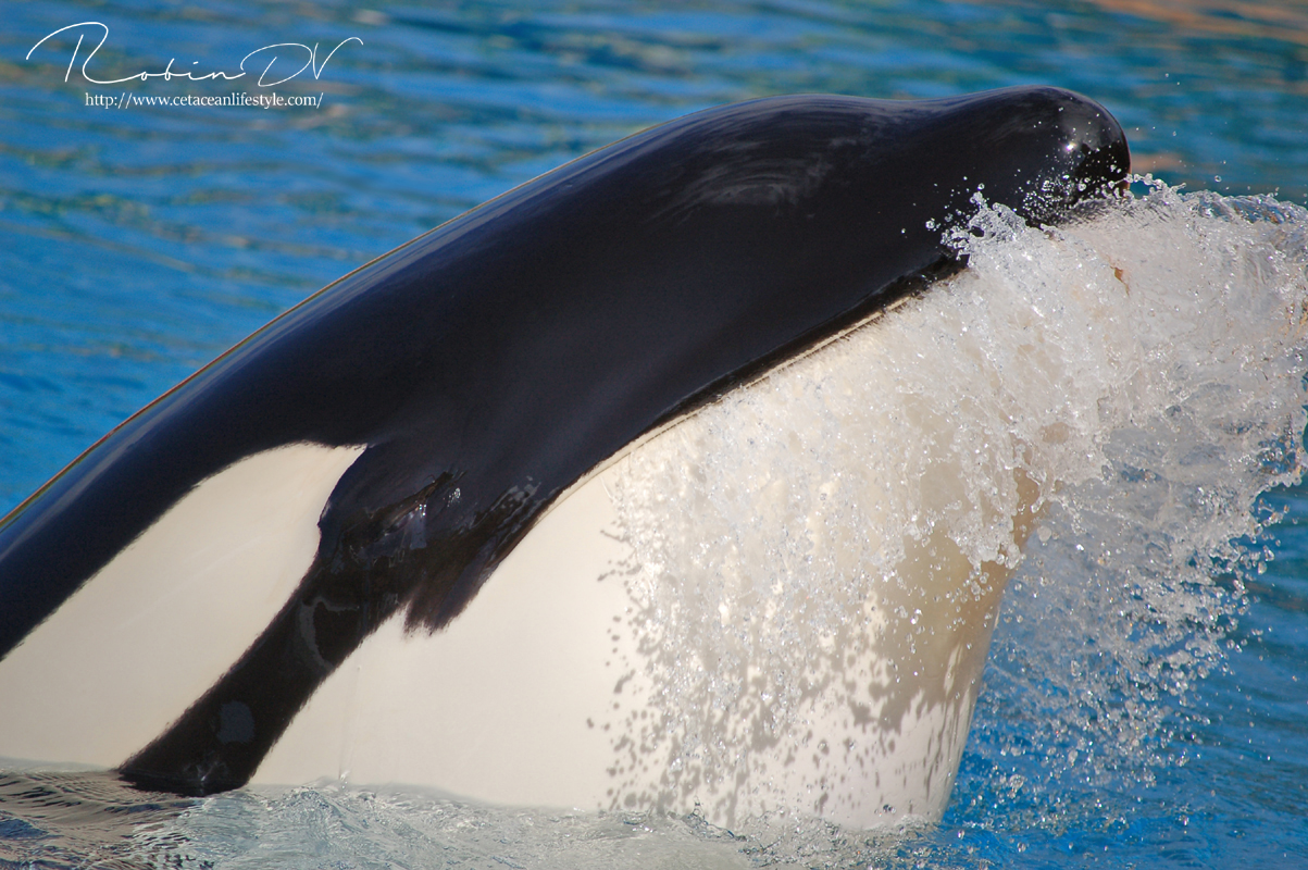 Orca Morgan: Fakten und Falschinformationen