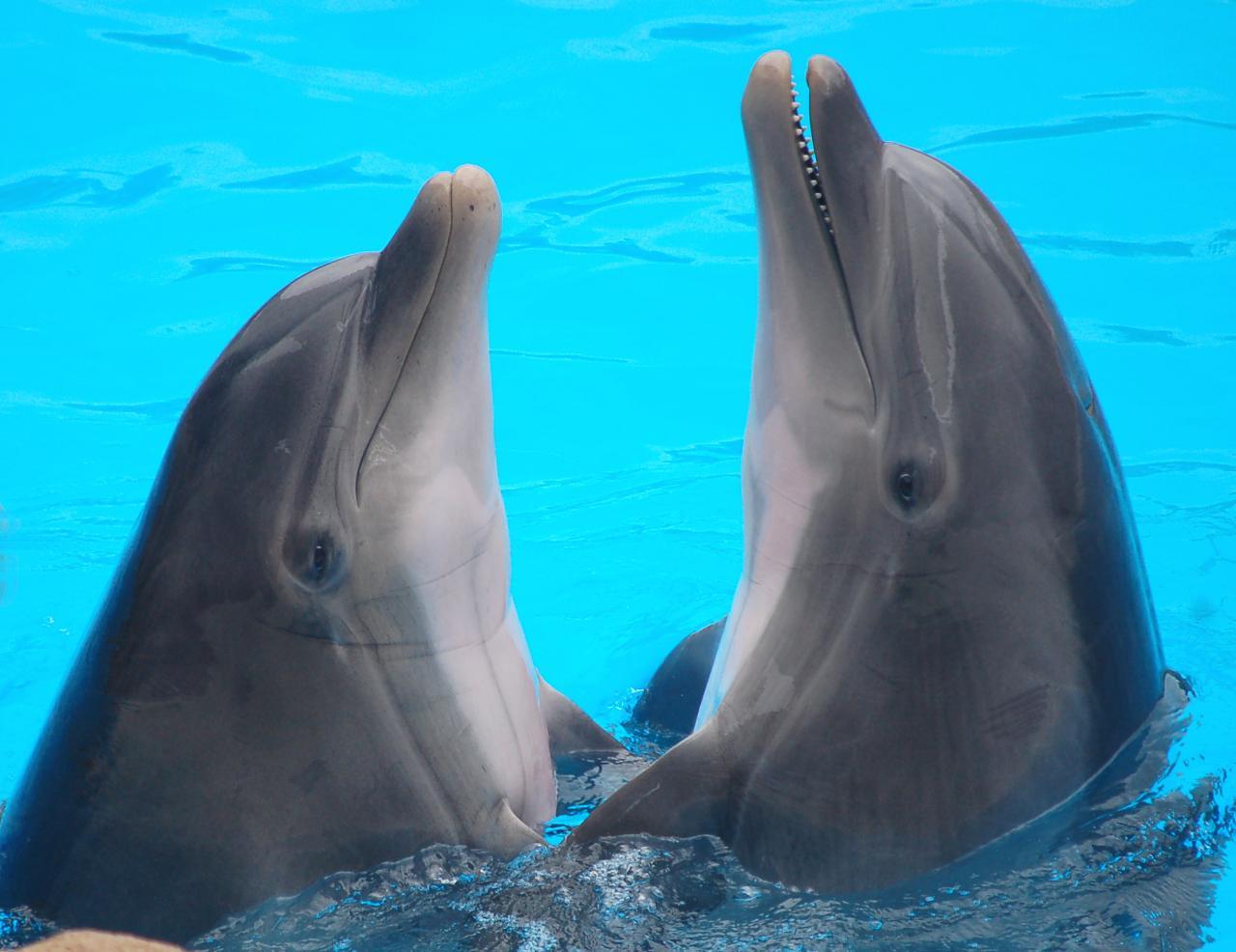 Dolfijnen in Loro Parque