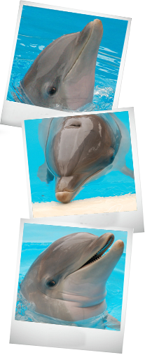 Baby Dolfijn Robin