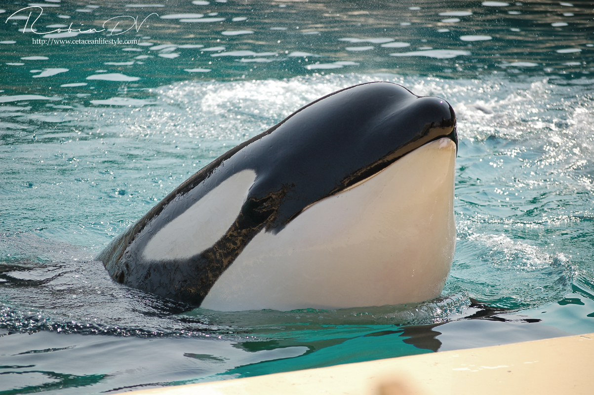 Orka's van Marineland 2018