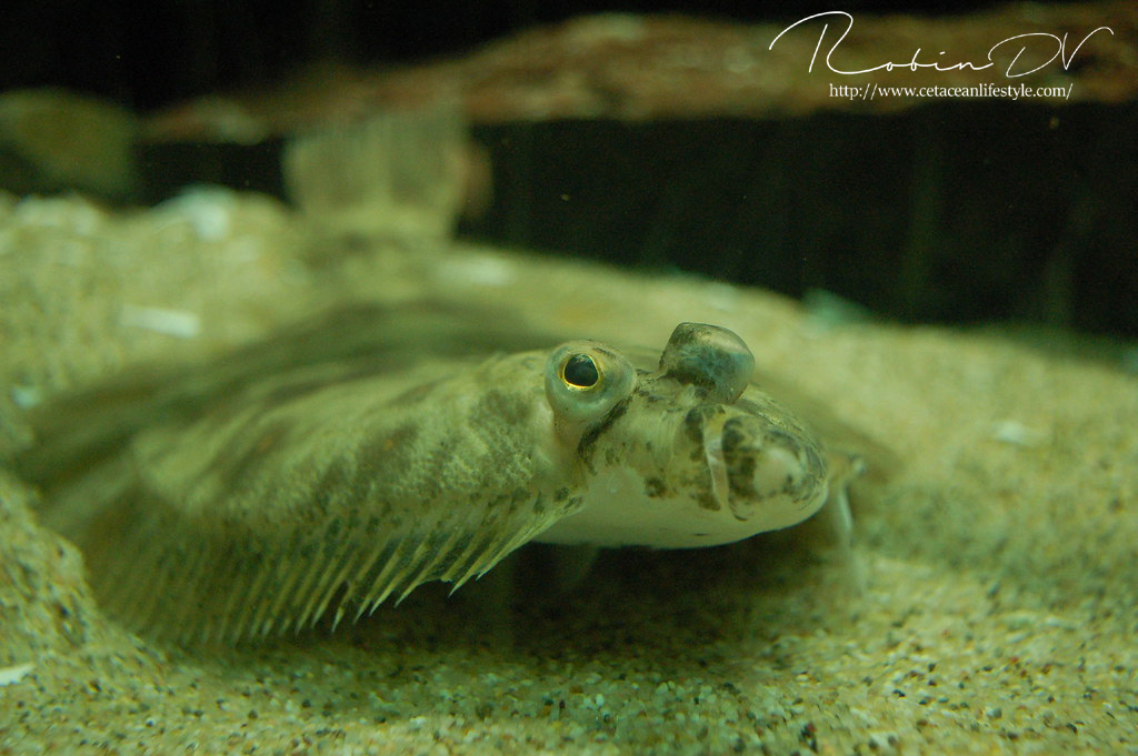 Zee Aquarium Bergen Aan Zee