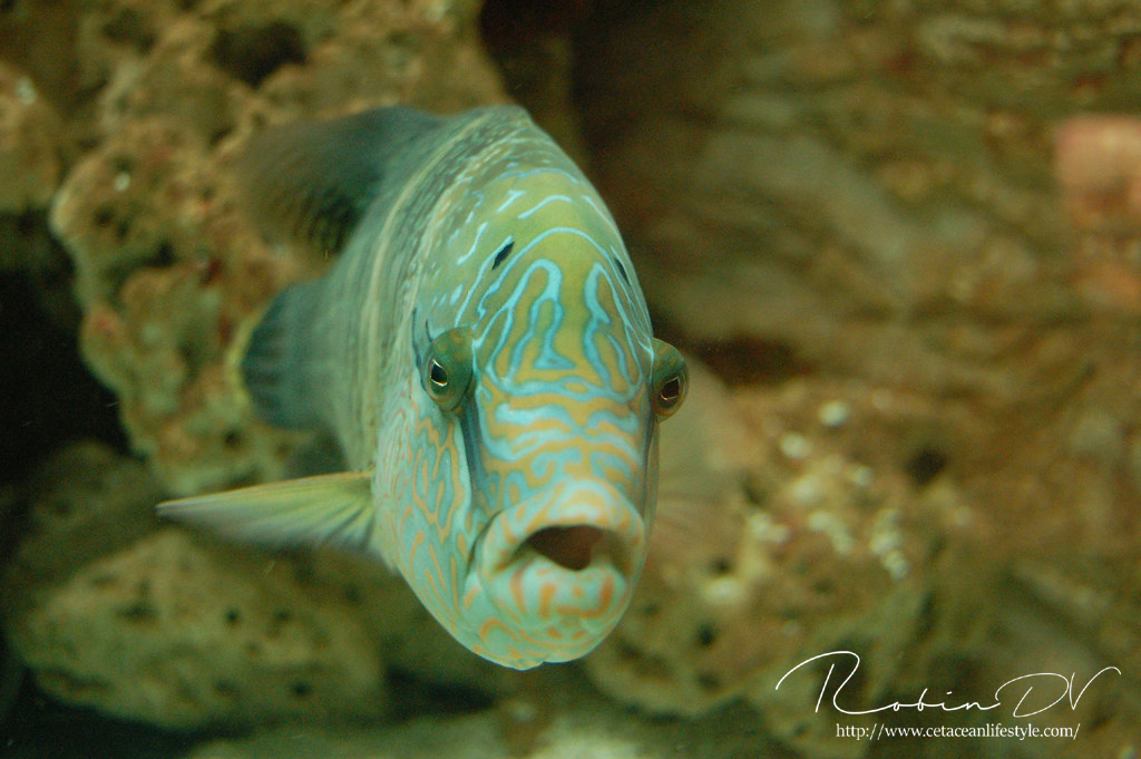 Zee Aquarium Bergen Aan Zee